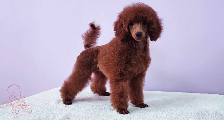 crvena patuljasta pudla | Prodaja pasa svih rasa | Psi na prodaju ...