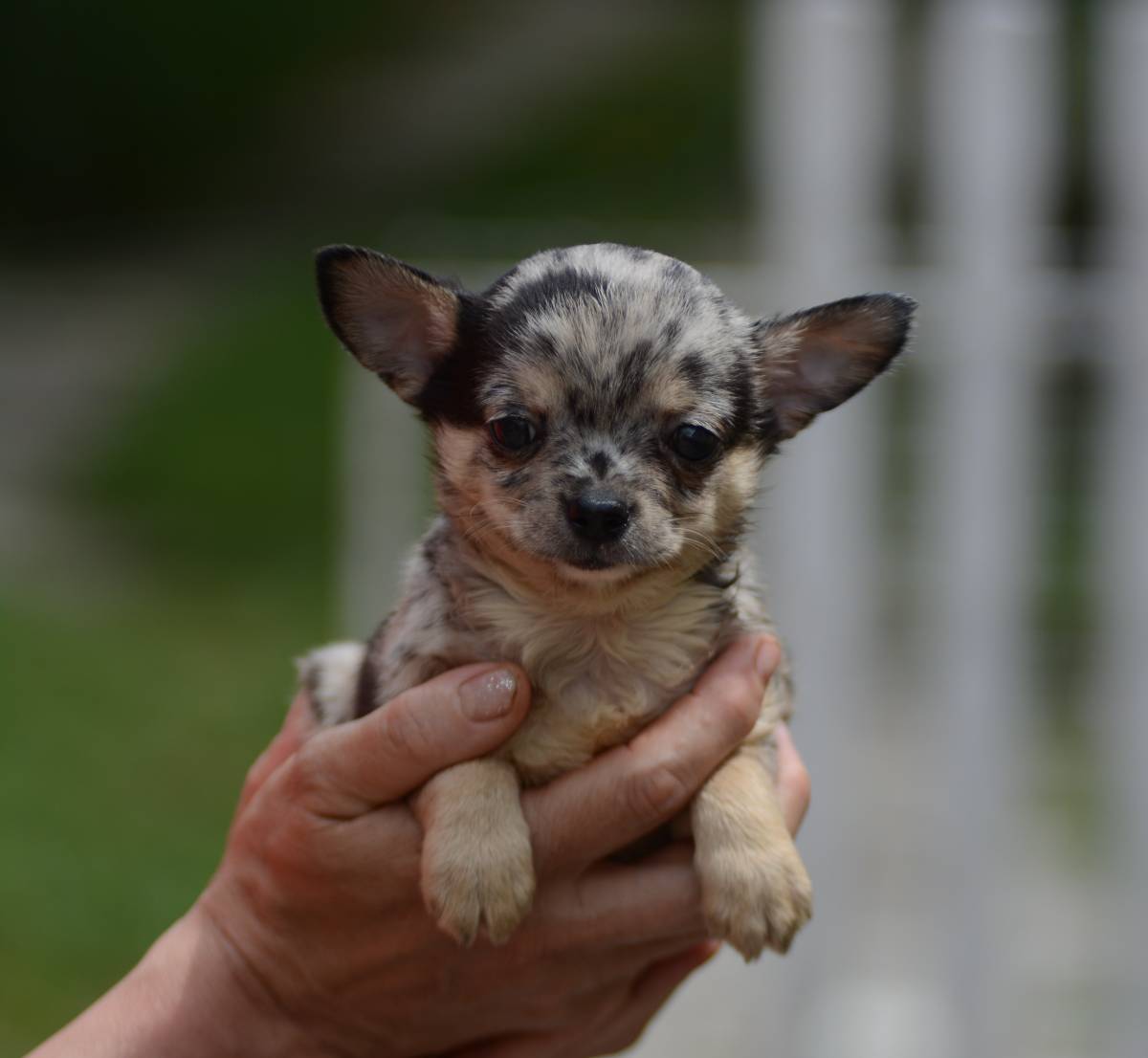 civava stenci sa pedigreom i pasosem | Prodaja pasa svih rasa | Psi na ...