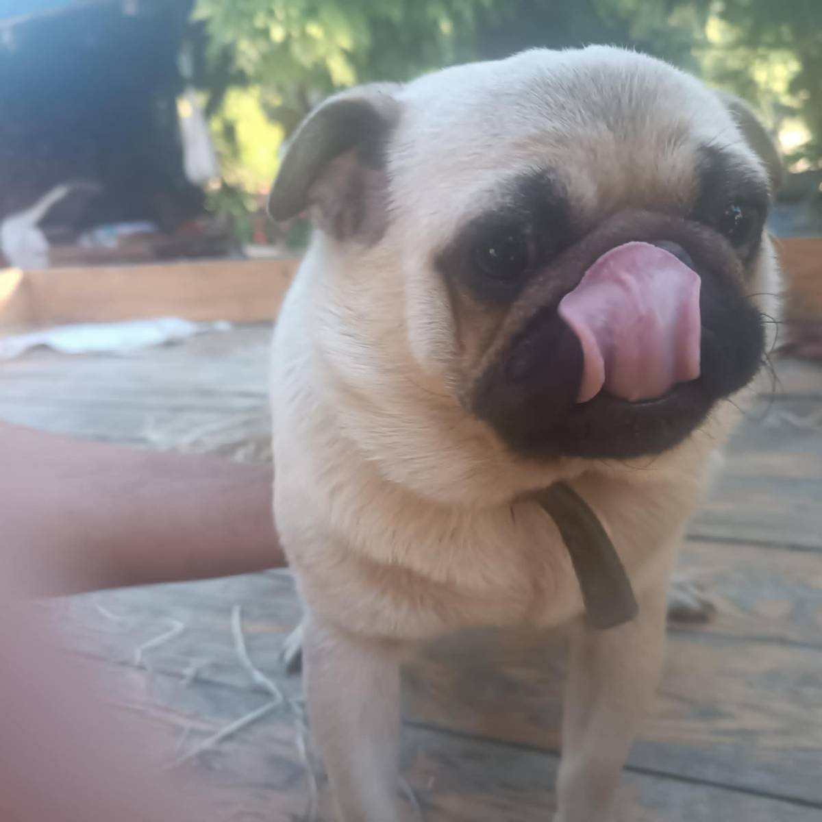 mops | Prodaja pasa svih rasa | Psi na prodaju | Njuska.rs