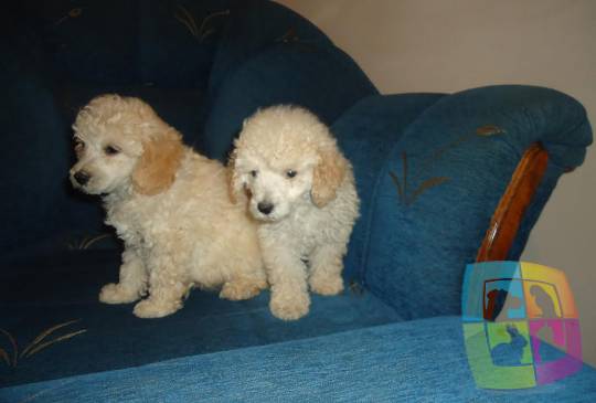 Francuske patuljaste pudlice | Prodaja pasa svih rasa | Psi na prodaju ...